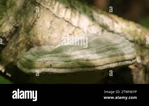 Edible polypore Stock Videos & Footage - HD and 4K Video Clips - Alamy
