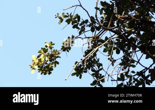 Quercus virginiana, southern live oak, is an evergreen oak tree native ...