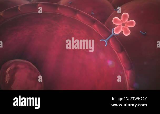 Human Insulin, human molecule, mechanism of action of insulin, glucose ...