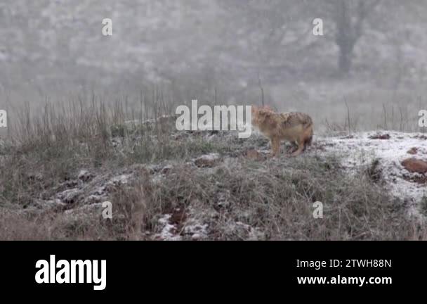 Species of jackal Stock Videos & Footage - HD and 4K Video Clips - Alamy