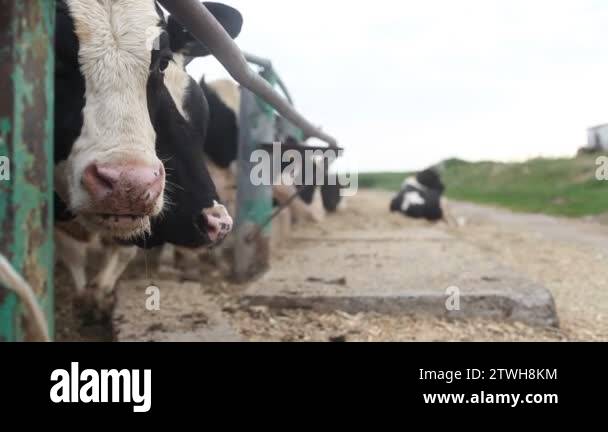 Animals protection of animals Stock Videos & Footage - HD and 4K Video ...