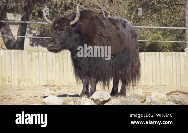 Wild yak (Bos mutus) is large wild bovid native to Himalayas. It is ...