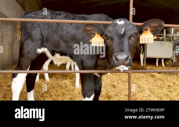 Holstein cow female calf Stock Videos & Footage - HD and 4K Video Clips ...