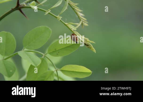Locust tree leaf Stock Videos & Footage - HD and 4K Video Clips - Alamy