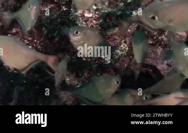 School of shiny fish Cave Sweeper Pempheris Vanicolensis underwater Red ...