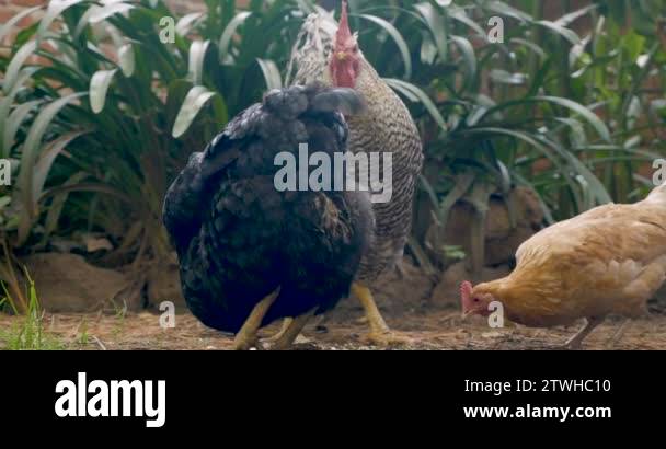 Guard rooster Stock Videos & Footage - HD and 4K Video Clips - Alamy
