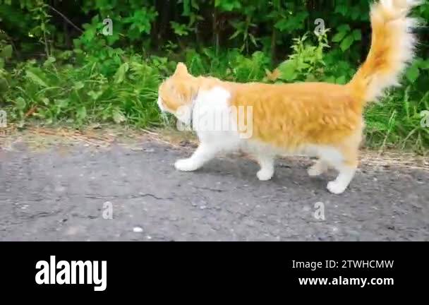 Fear path Stock Videos & Footage - HD and 4K Video Clips - Alamy