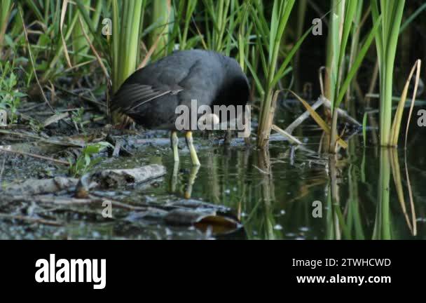 Bald bird Stock Videos & Footage - HD and 4K Video Clips - Alamy