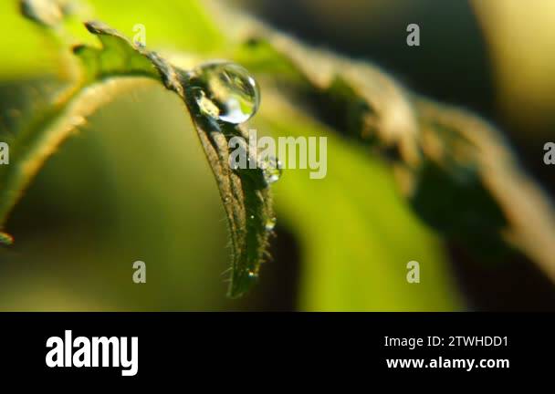 Blobs of rain Stock Videos & Footage - HD and 4K Video Clips - Alamy