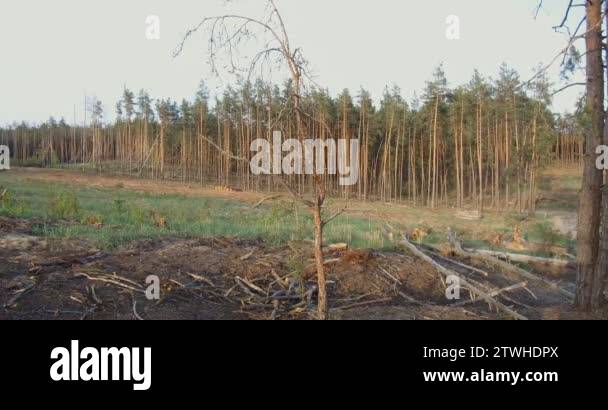 Trees logging Stock Videos & Footage - HD and 4K Video Clips - Alamy
