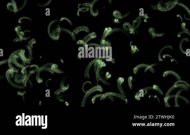 Insect nematodes Stock Videos & Footage - HD and 4K Video Clips - Alamy