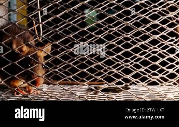 Rat trap rat Stock Videos & Footage - HD and 4K Video Clips - Alamy