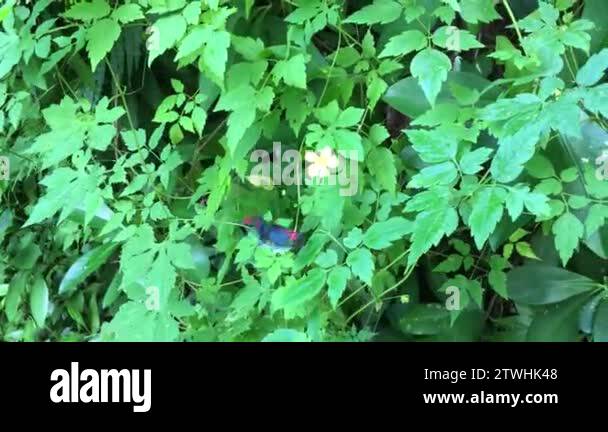 Invasive weed control Stock Videos & Footage - HD and 4K Video Clips ...