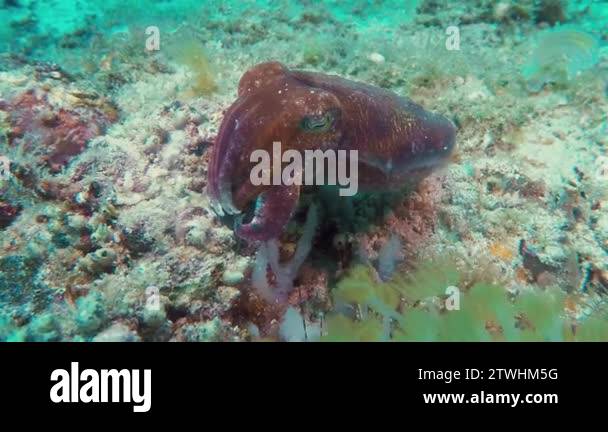 Broadclub Cuttlefish aka Filipino Cuttlefish Feeding Underwater On ...