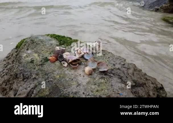 Sea shells on the rock Stock Videos & Footage - HD and 4K Video Clips ...