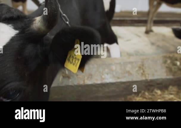 Adult cow stands Stock Videos & Footage - HD and 4K Video Clips - Alamy