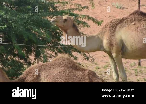 Camel in desert ras Stock Videos & Footage - HD and 4K Video Clips - Alamy