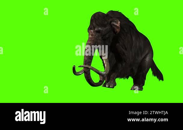 Mammoth screen Stock Videos & Footage - HD and 4K Video Clips - Alamy