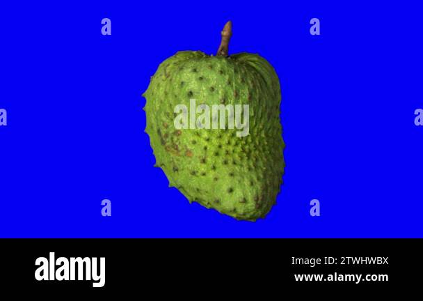 Realistic render of a rotating soursop (graviola) on blue background ...