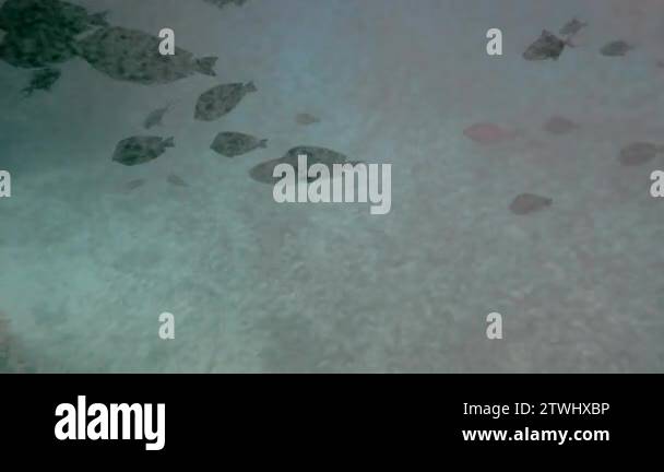 Gas bubbles from scuba diver tanks against the background Beautiful ...