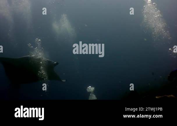 Giant manta ray eye Stock Videos & Footage - HD and 4K Video Clips - Alamy