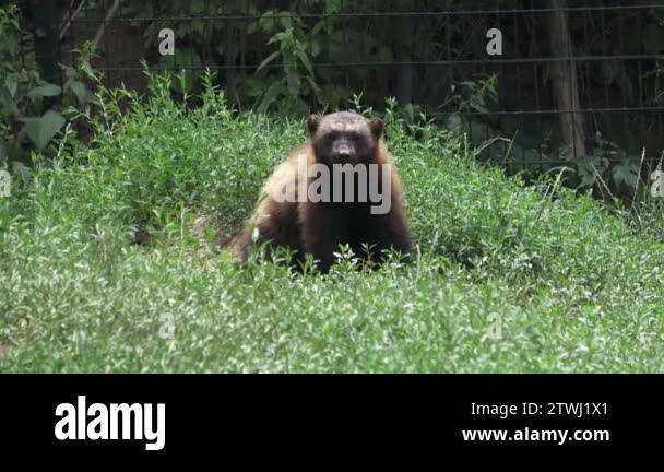 Skunk bear Stock Videos & Footage - HD and 4K Video Clips - Alamy