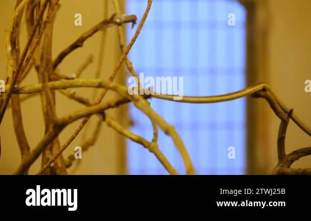 poisonous snakes climb the branches of a tree in tropical zoo terrarium ...