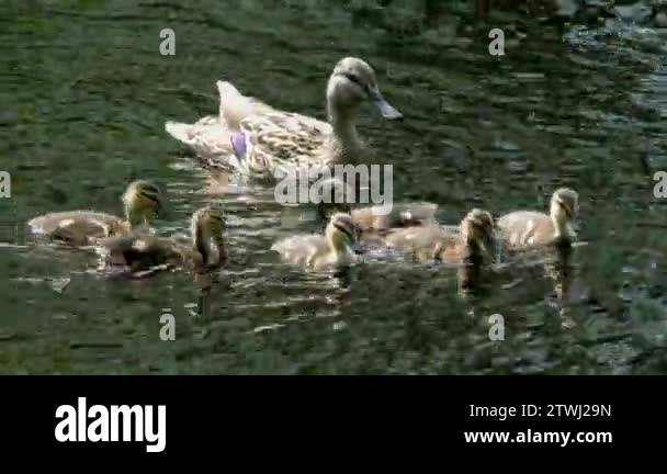 Mother duck with a brood of small ducklings swimming through the water ...
