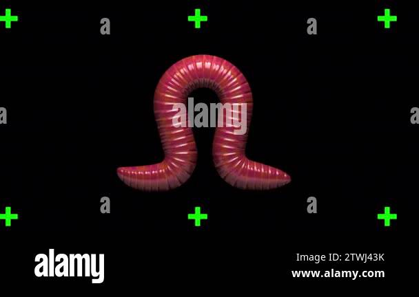 Worm on transparent background, looping 3D animation Stock Video ...