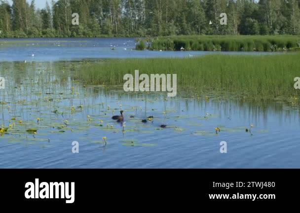 Brood of ducklings Stock Videos & Footage - HD and 4K Video Clips - Alamy