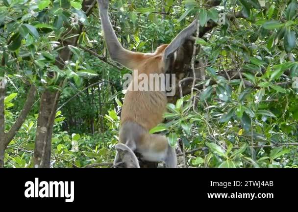 Young male Proboscis monkey (Nasalis larvatus) sitting on a tree in ...