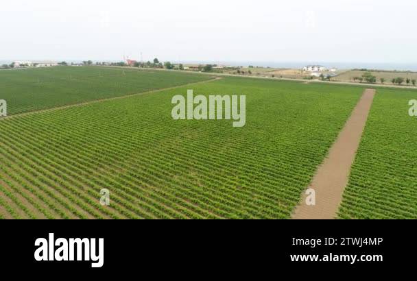 Vine plantations farmhouse in Stock Videos & Footage - HD and 4K Video Clips - Alamy