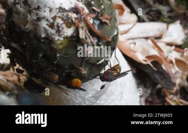 stinkhorn, Common stinkhorn, Phallus impudicus, covered with flies ...