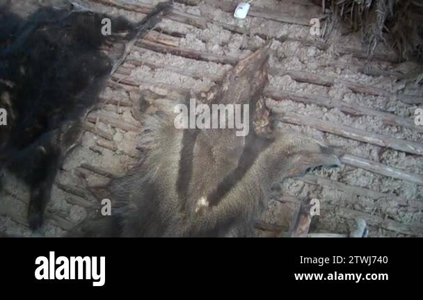 Stuffed animals skins in hut indigenous Guarani Indians and Shuar Stock ...