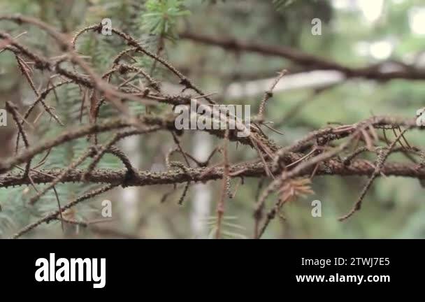 Fir tree branch, branch of a coniferous tree in the forest, close-up ...