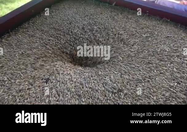 Golden rice or grains or grain texture after harvest from the paddy ...