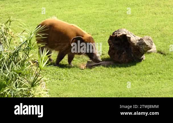 Brown pork family fauna Stock Videos & Footage - HD and 4K Video Clips ...