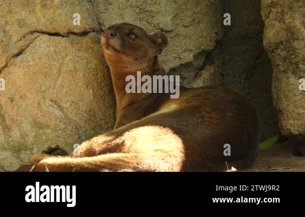 Fossa is cat-like, carnivorous mammal endemic to Madagascar. It is ...