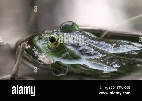 Frog mating Stock Videos & Footage - HD and 4K Video Clips - Alamy