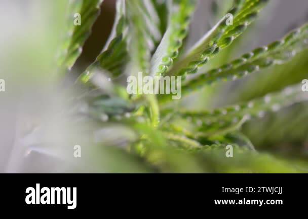 Marijuana cannabis leaf texture Stock Videos & Footage - HD and 4K ...