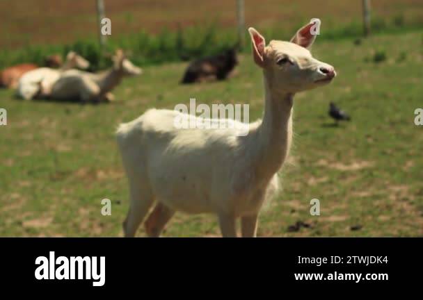 White roe deer Stock Videos & Footage - HD and 4K Video Clips - Alamy