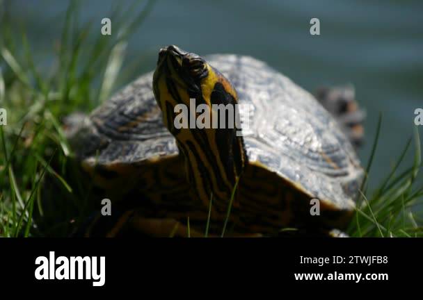 Wild Animal Beautiful Turtle near Lake Water Surface in a Hot Summer ...