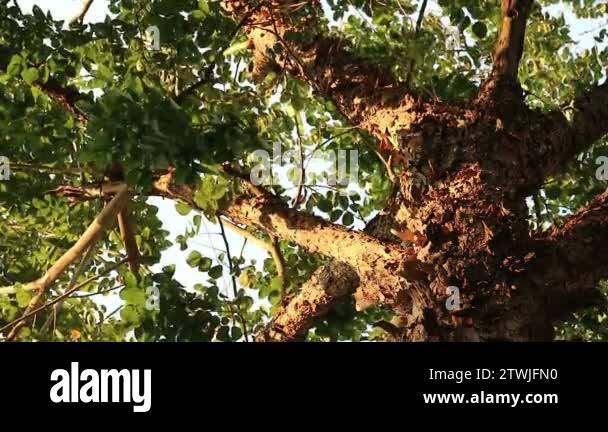 Bizarre looking tree with peeling flaky bark. Pterocarpus macrocarpus ...