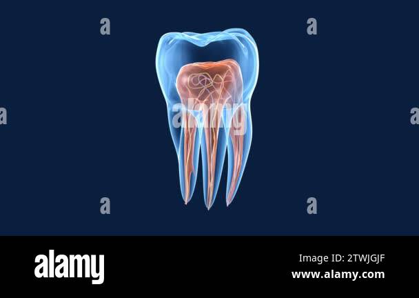 Inner tooth Stock Videos & Footage - HD and 4K Video Clips - Alamy