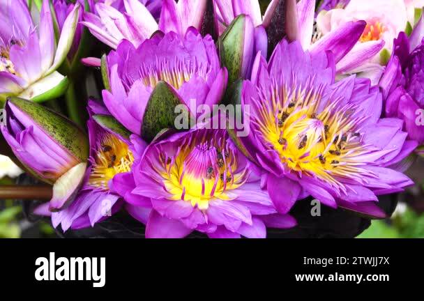 Summer lotus color Stock Videos & Footage - HD and 4K Video Clips - Alamy