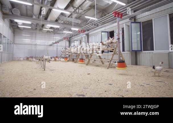 Jump wings Stock Videos & Footage - HD and 4K Video Clips - Alamy