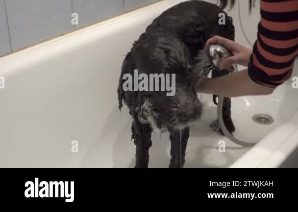 Black-and-white dog washes the woman in the bright home bath. She ...