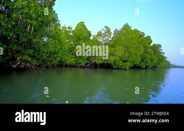 Mangrove rhizophora prop roots Stock Videos & Footage - HD and 4K Video ...