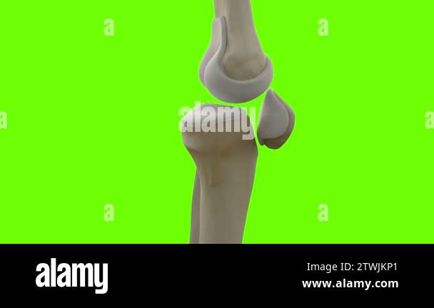 human knee, knee, 3d rendered knee illustration, pain illustration knee ...