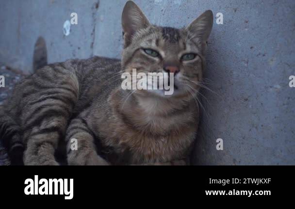 Chilling child Stock Videos & Footage - HD and 4K Video Clips - Alamy